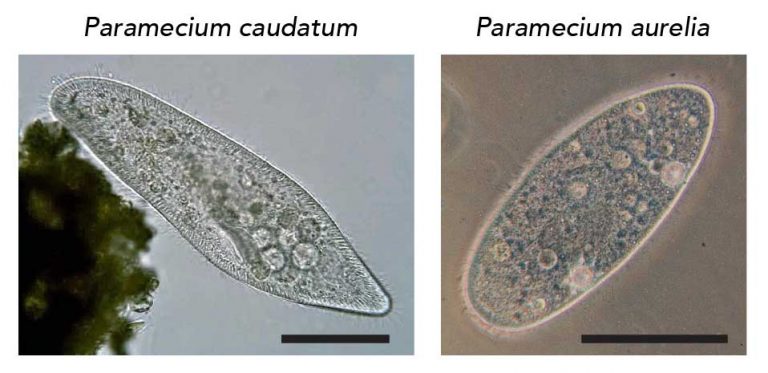 Size Matters - The Scale of Biology – Examples and Fun Facts