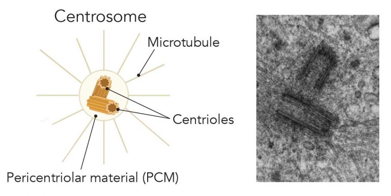 Cell Organelles and their Functions - Rs' Science