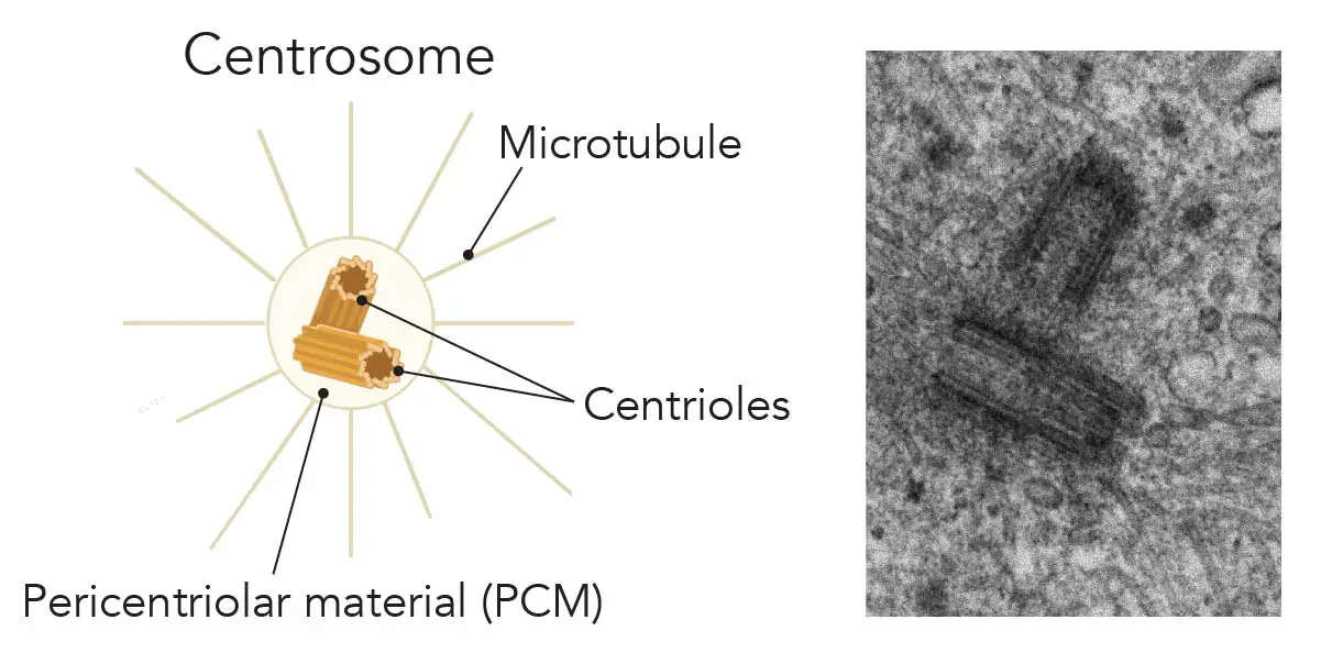 What is Mitosis (Food model of mitosis) - Rs' Science