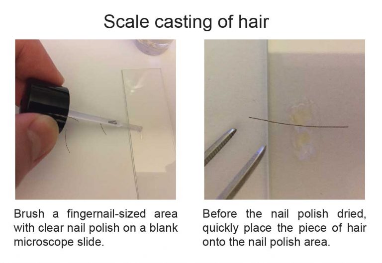 Hair Under a Microscope - Rs' Science