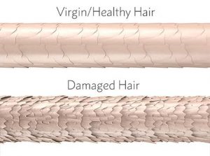 Hair Under a Microscope - Rs' Science