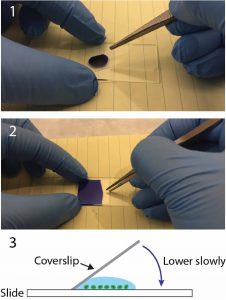 How to Mount a Microscope Slide - Rs' Science
