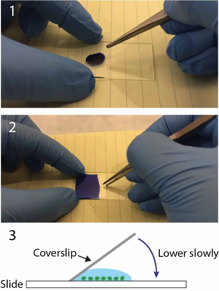 How to Mount a Microscope Slide - Rs' Science