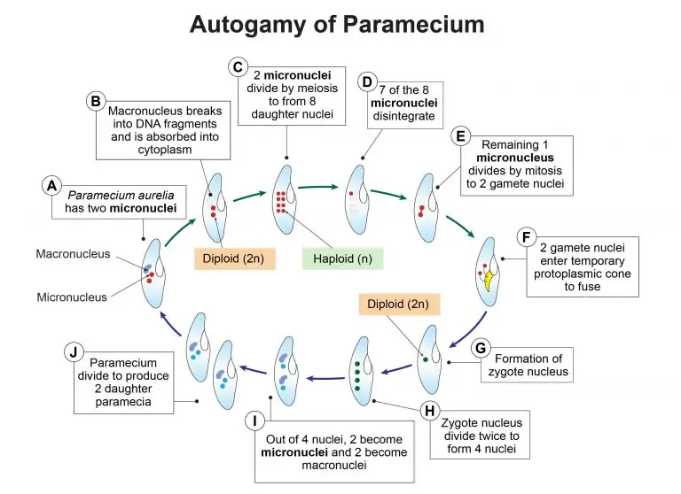Paramecium Reproduction, Physiology, and Behaviors - Rs' Science