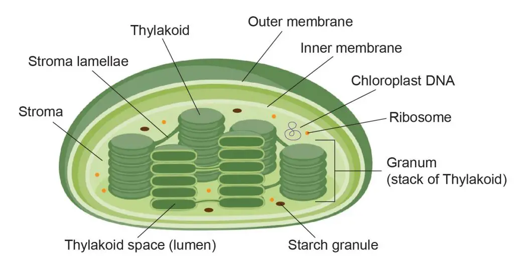 Chloroplast Diagram Chloroplast Diagram