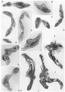 Paramecium Reproduction, Physiology, and Behaviors - Rs' Science