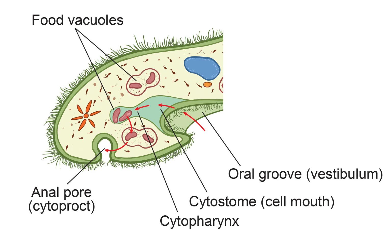 Paramecium Reproduction, Physiology, and Behaviors - Rs' Science