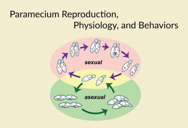 Paramecium Reproduction, Physiology, and Behaviors - Rs' Science