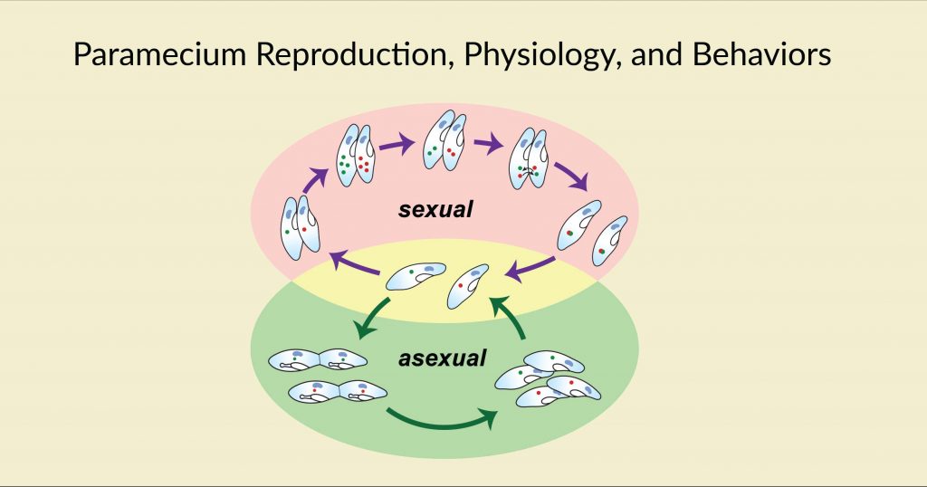 Paramecium Reproduction, Physiology, and Behaviors - Rs' Science Paramecium Reproduction, Physiology, and Behaviors - Rs' Science