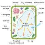 Vacuole Function and Structure - Extra Space Storage - Rs' Science