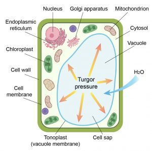 Vacuole Function and Structure - Extra Space Storage - Rs' Science