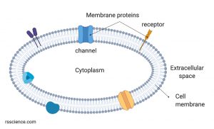 Cell membrane - definition, structure, function, and biology