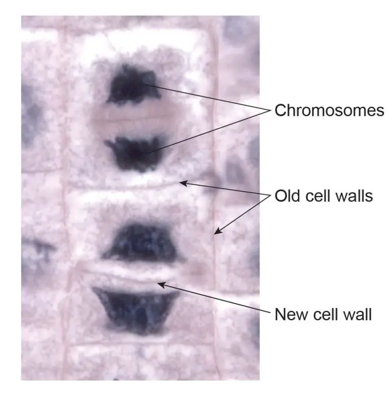 Cell Biology on the Dining Table – Plant Cell Model - Rs' Science