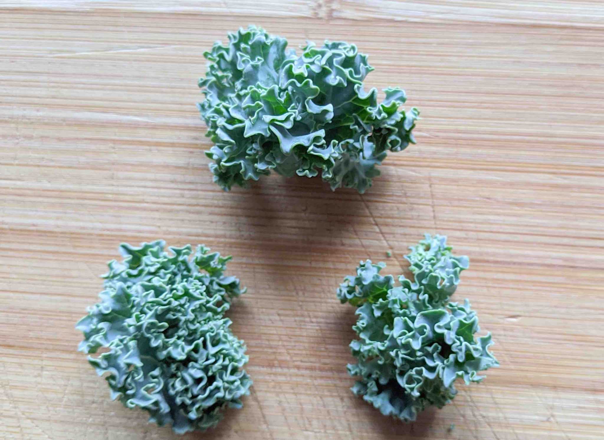 Cell Biology on the Dining Table – Plant Cell Model - Rs' Science