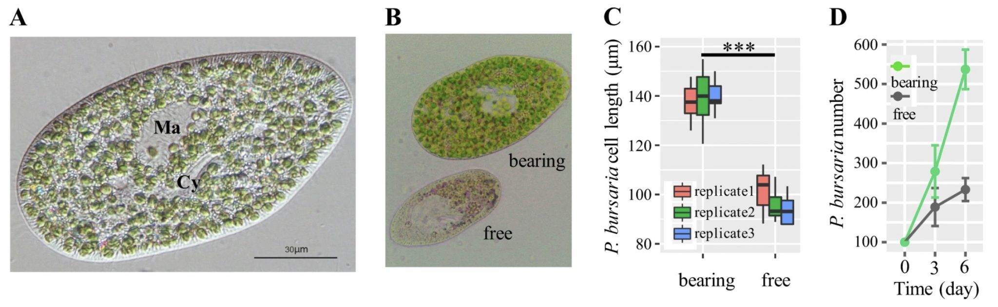 Paramecium Reproduction, Physiology, and Behaviors - Rs' Science