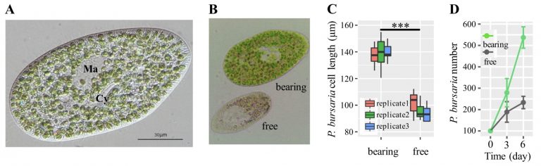 Paramecium Reproduction, Physiology, and Behaviors - Rs' Science
