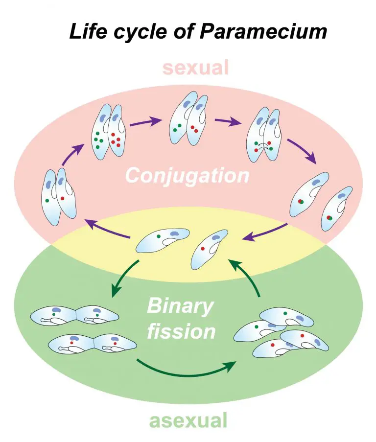 Paramecium Reproduction, Physiology, and Behaviors - Rs' Science