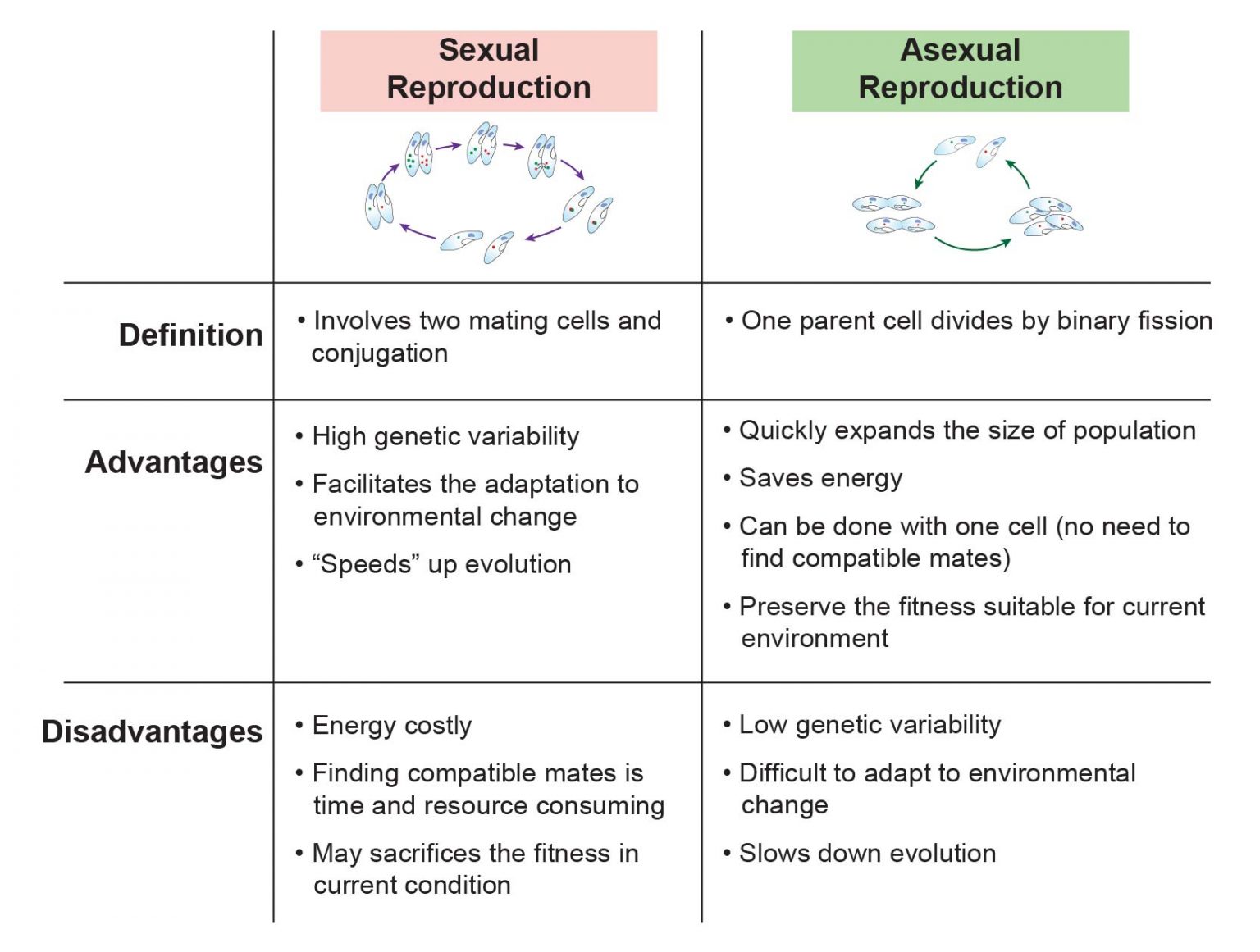 Paramecium Reproduction, Physiology, and Behaviors - Rs' Science