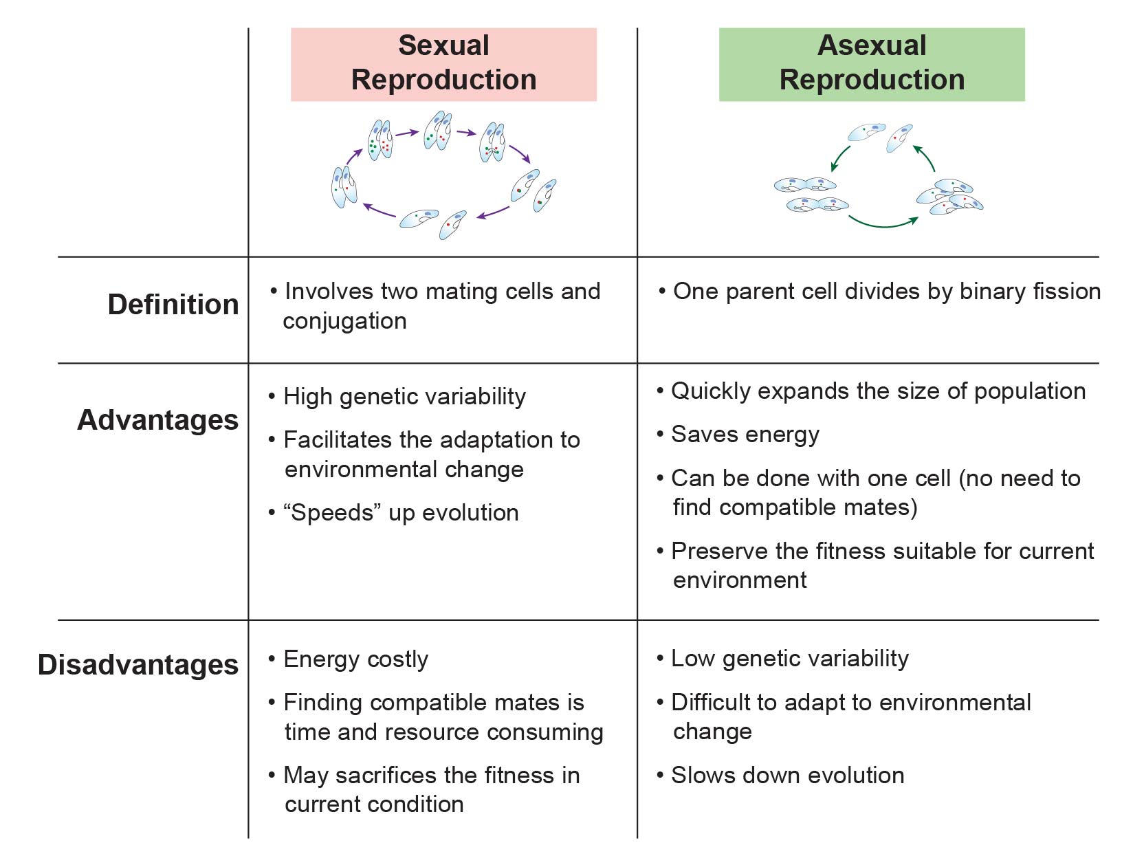 Paramecium Reproduction, Physiology, and Behaviors - Rs' Science