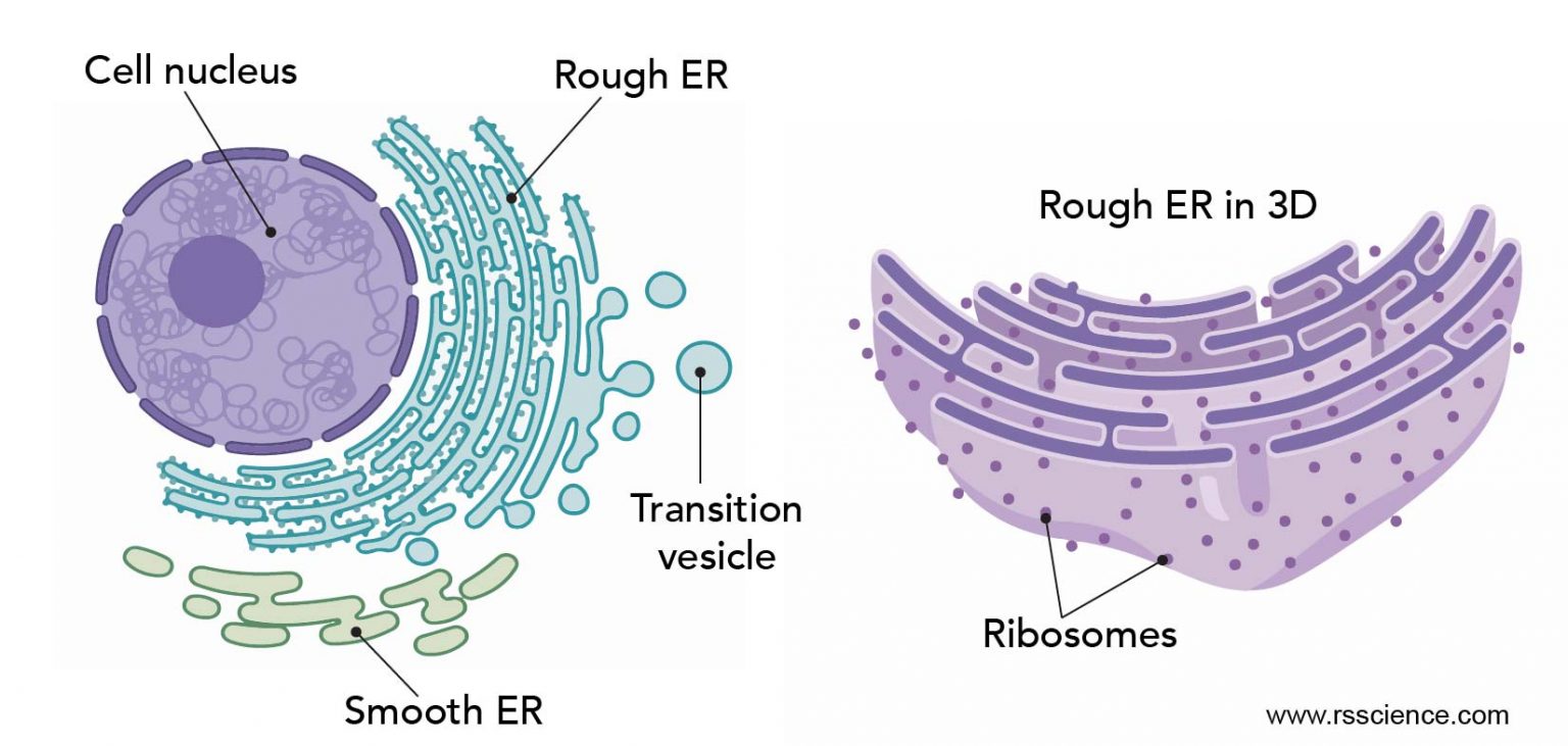 Cell Organelles and their Functions - Rs' Science