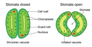 Vacuole Function and Structure - Extra Space Storage - Rs' Science