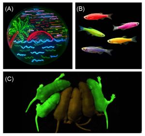 Fluorescence Microscope - Rs' Science