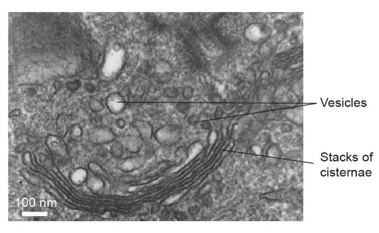 Golgi Apparatus Function – the Post Office inside the Cells - Rs' Science