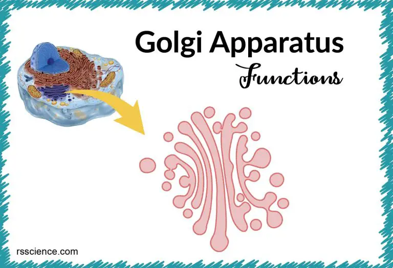 Golgi Apparatus Function – the Post Office inside the Cells - Rs' Science