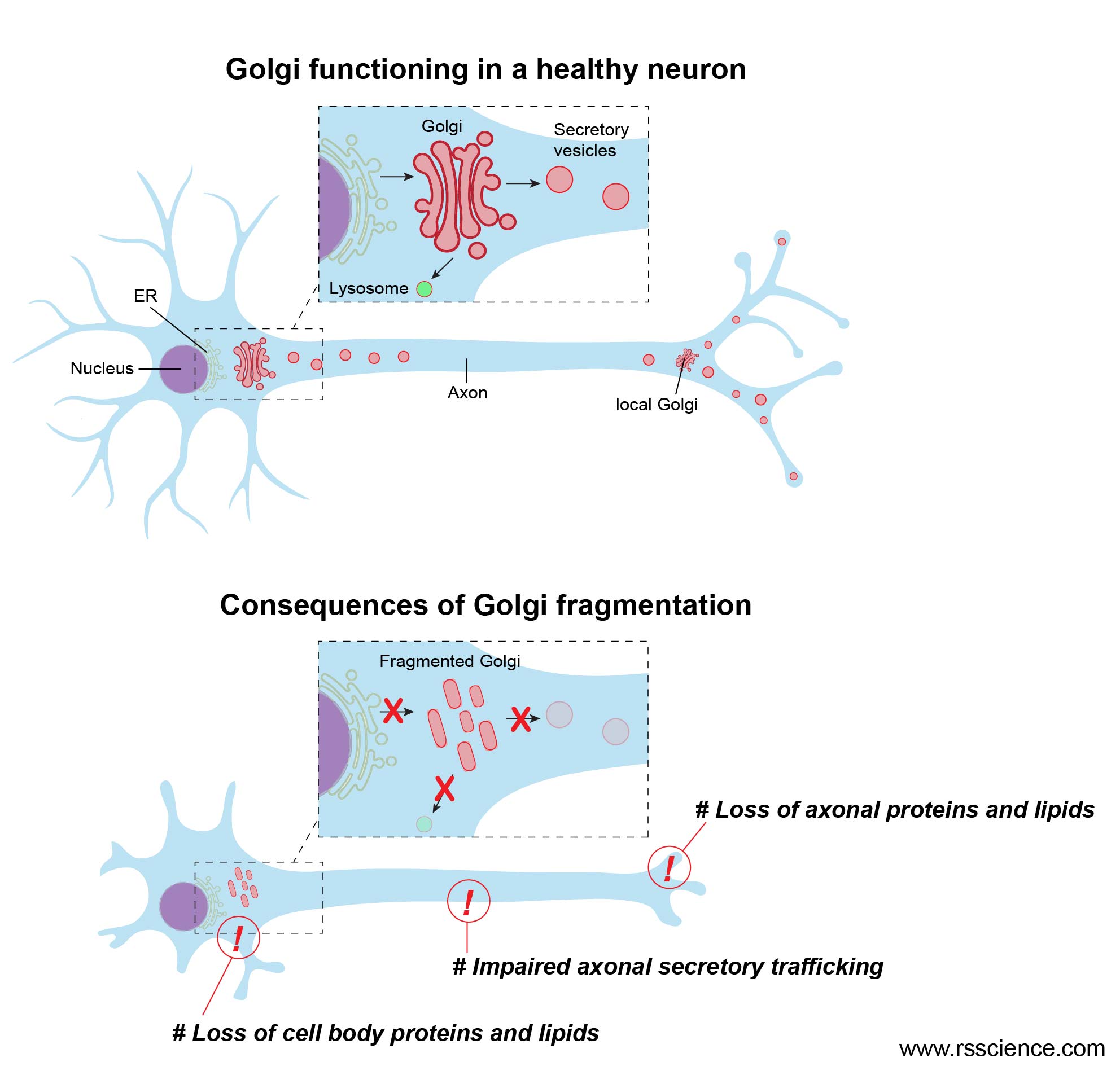 Golgi Apparatus Function – the Post Office inside the Cells - Rs' Science