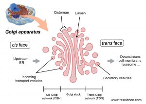 Golgi Apparatus Function – the Post Office inside the Cells - Rs' Science