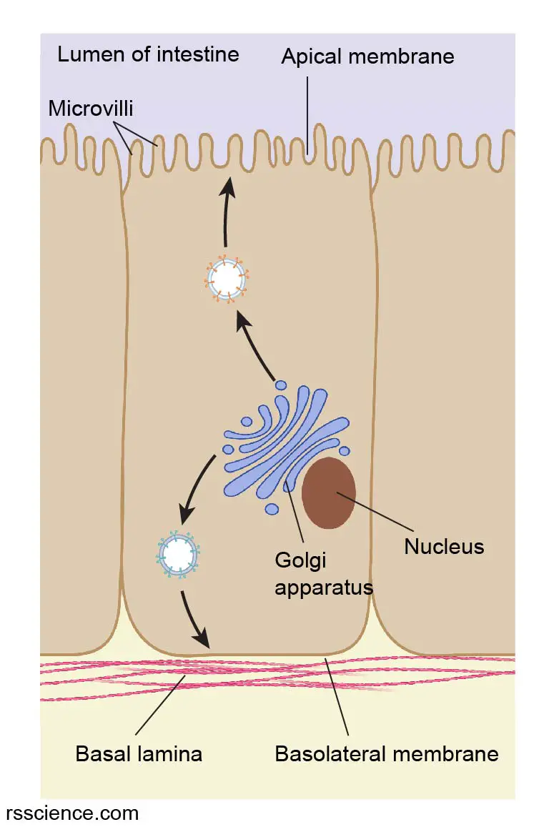 Golgi Apparatus Function – the Post Office inside the Cells - Rs' Science