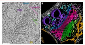 Golgi Apparatus Function – the Post Office inside the Cells - Rs' Science