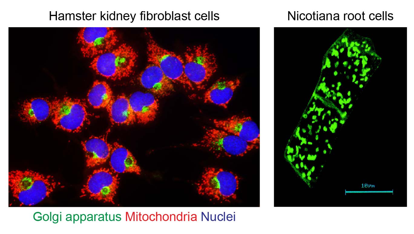 Golgi Apparatus Function – the Post Office inside the Cells - Rs' Science