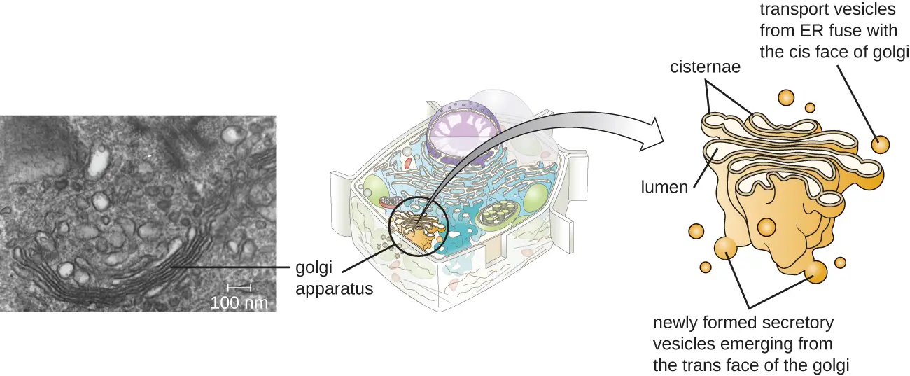Golgi Apparatus Function – the Post Office inside the Cells - Rs' Science
