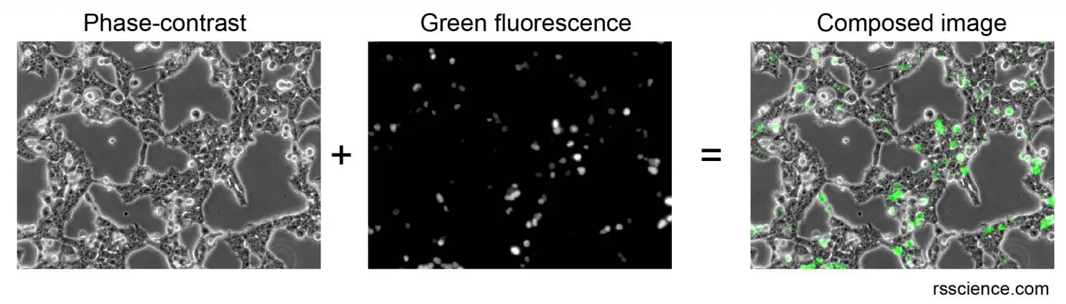 Fluorescence Microscope - Rs' Science