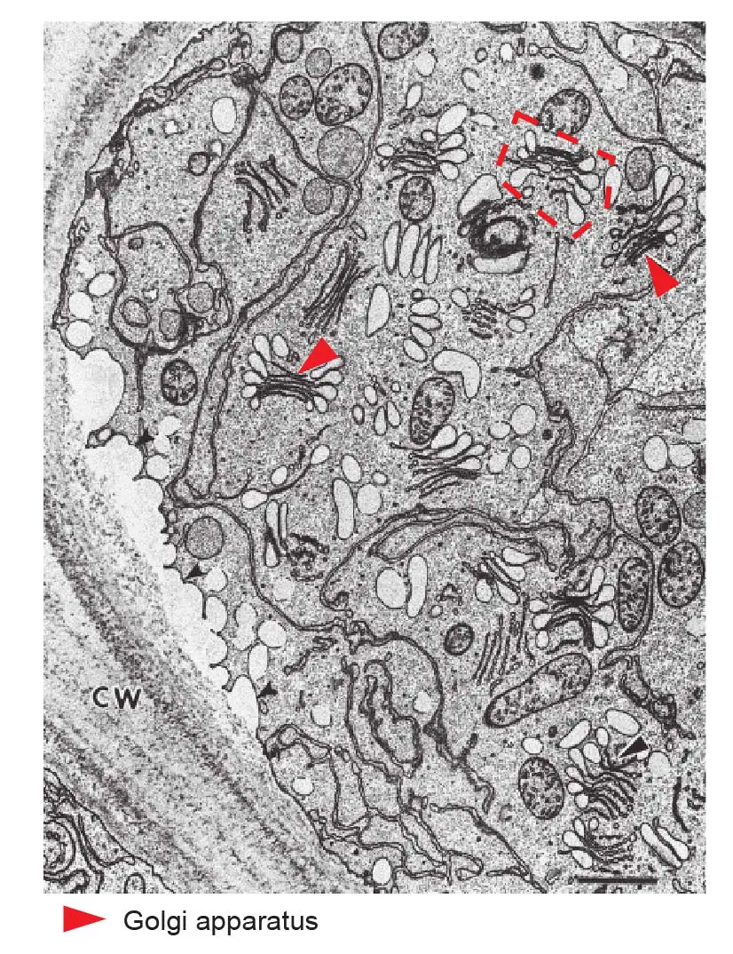 Golgi Apparatus Vector Illustration Labeled Microscopic Golgi Apparatus Vector Illustration Labeled Microscopic