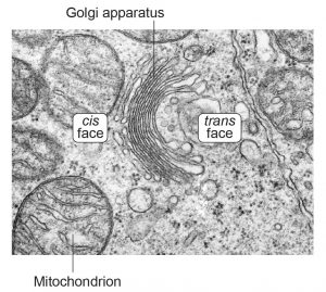 Golgi Apparatus Function – the Post Office inside the Cells - Rs' Science