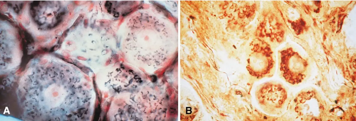 Golgi Apparatus Function – the Post Office inside the Cells - Rs' Science