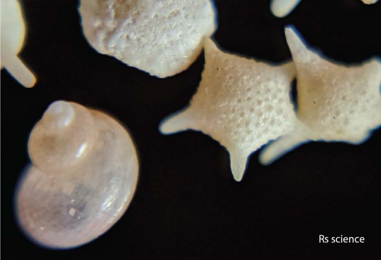 Sand Under a Microscope - Rs' Science