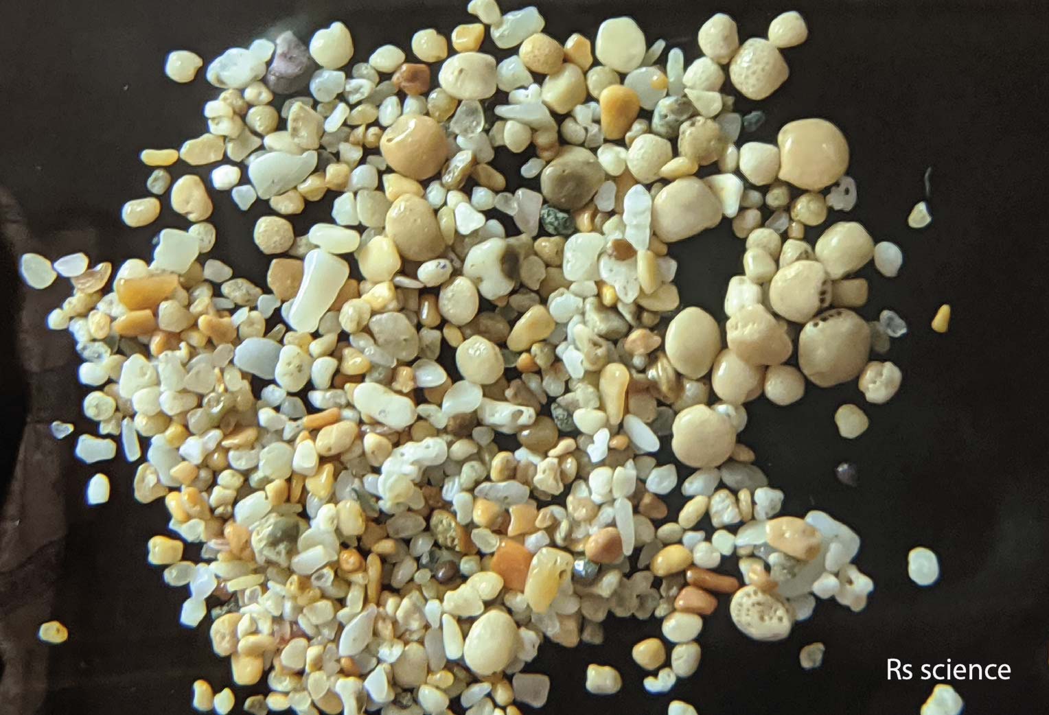 Sand Under a Microscope - Rs' Science