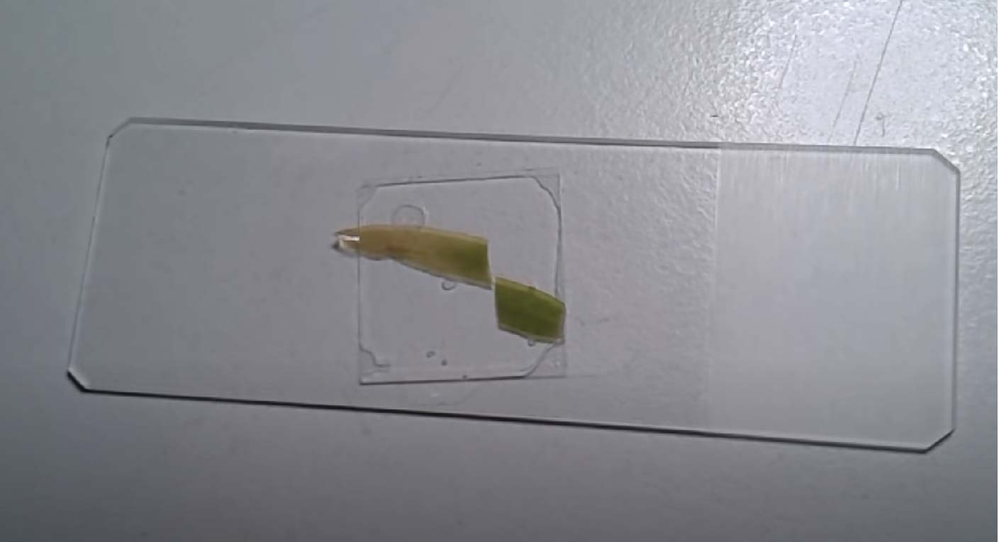 Chloroplast Function and Structure - Solar Panels - Rs' Science