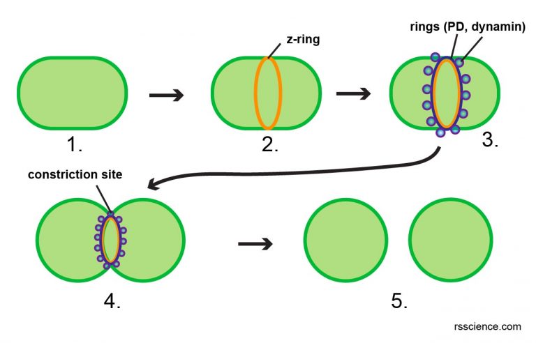 Chloroplast Function and Structure - Solar Panels - Rs' Science
