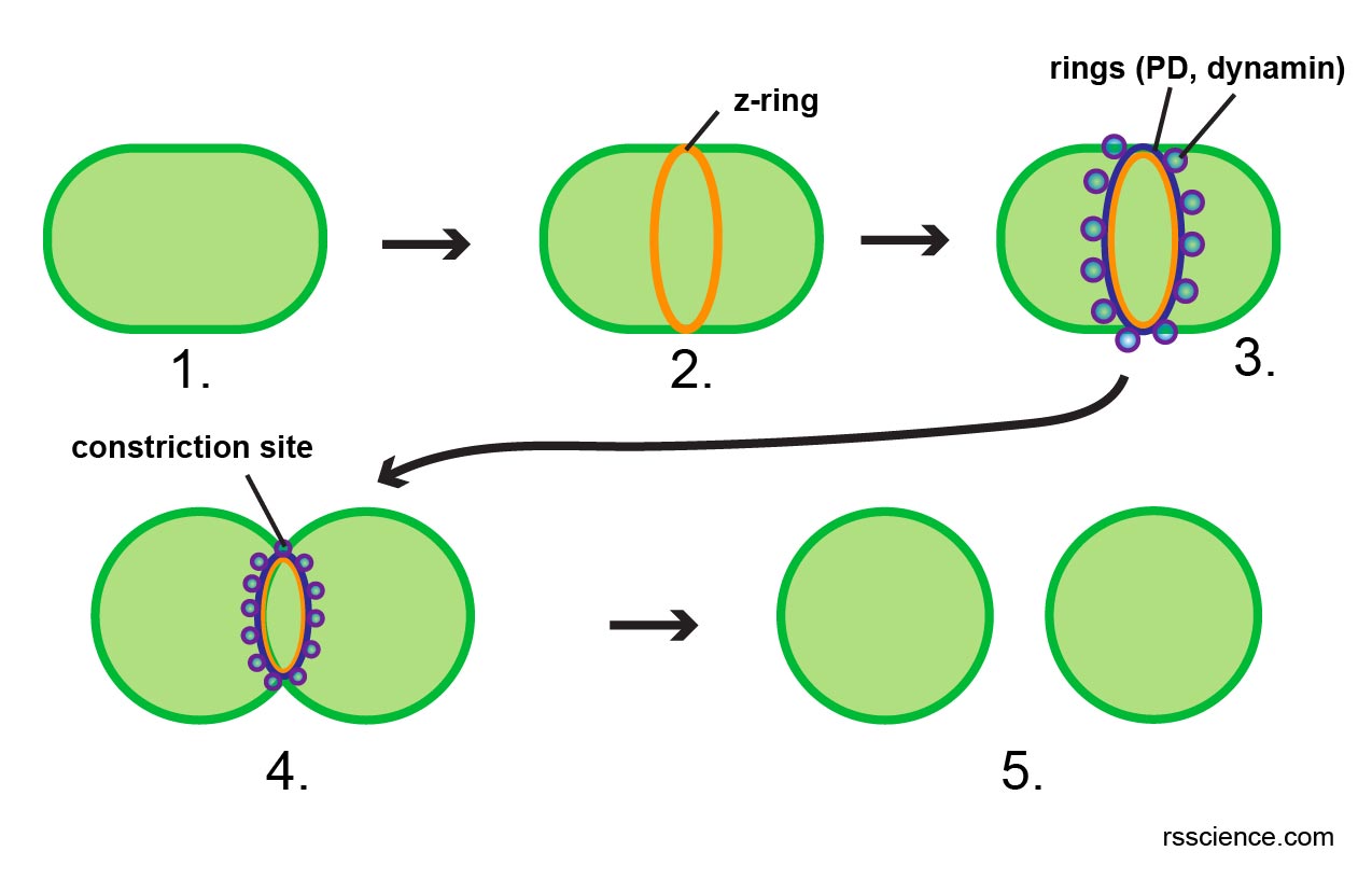 Chloroplast Function and Structure - Solar Panels - Rs' Science