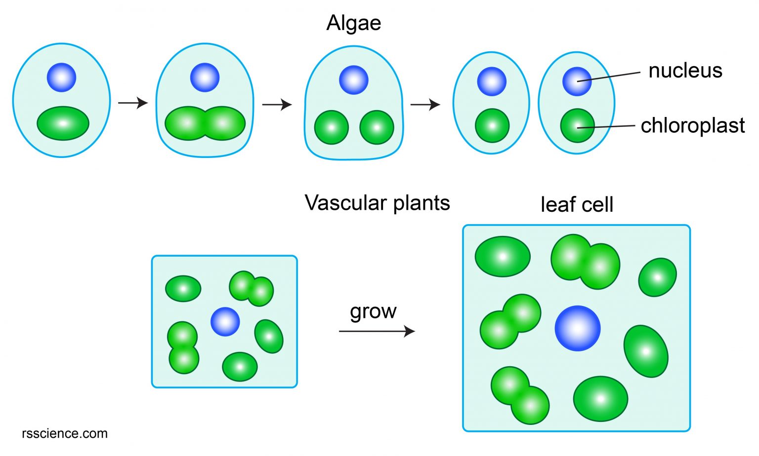 Chloroplast Function and Structure - Solar Panels - Rs' Science