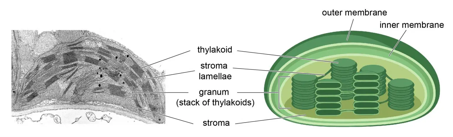Chloroplast Function and Structure - Solar Panels - Rs' Science
