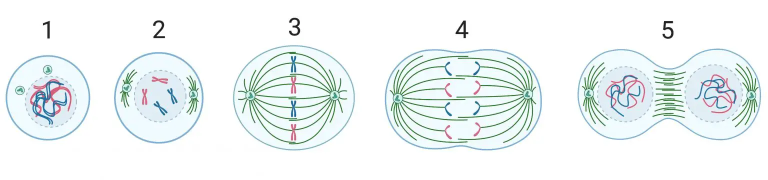 Cell Nucleus - function, structure, and under a microscope - Rs' Science