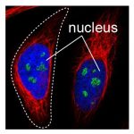 Cell Nucleus - function, structure, and under a microscope - Rs' Science