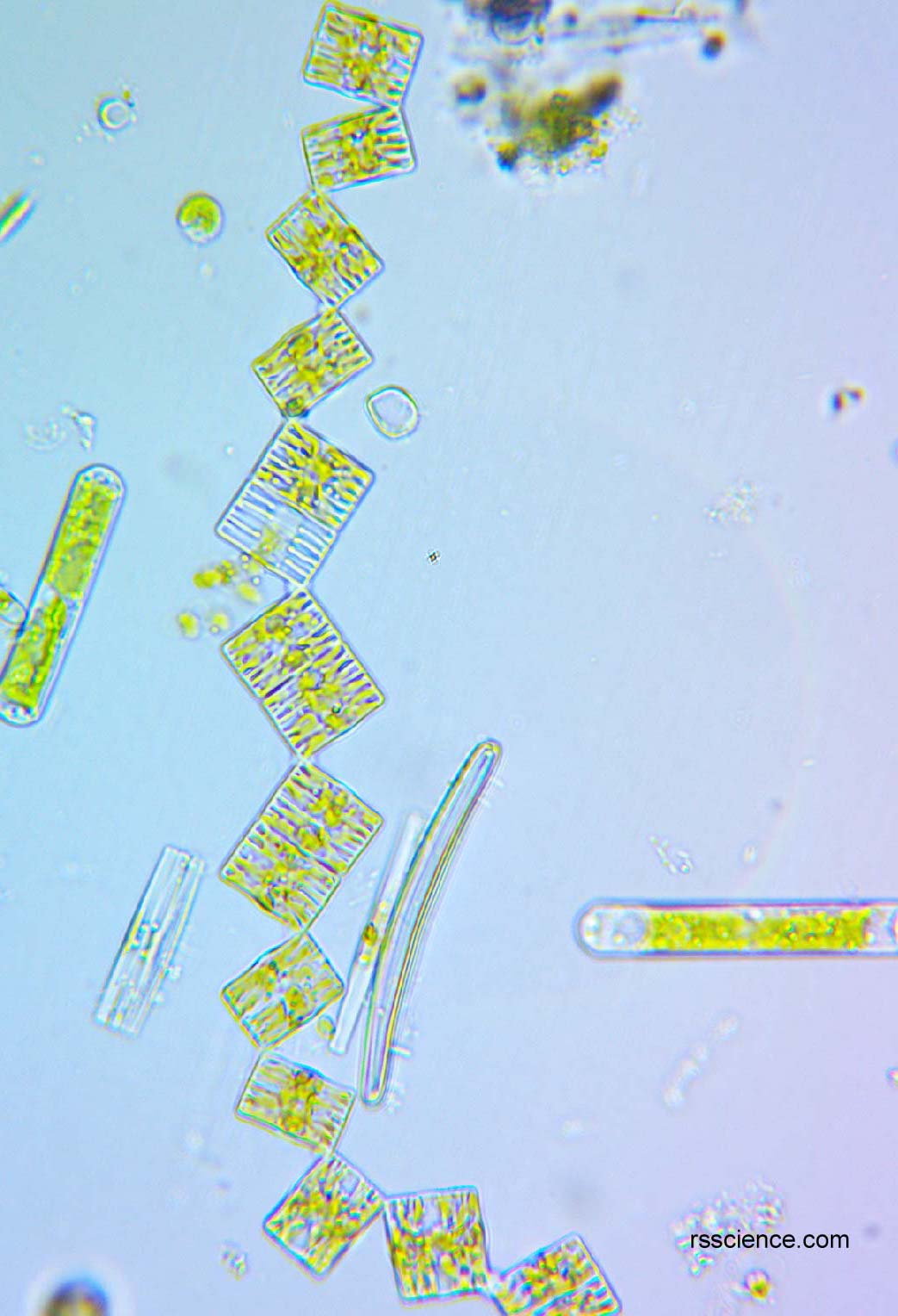 Diatoms - Rs' Science