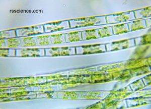 Green Algae - Rs' Science