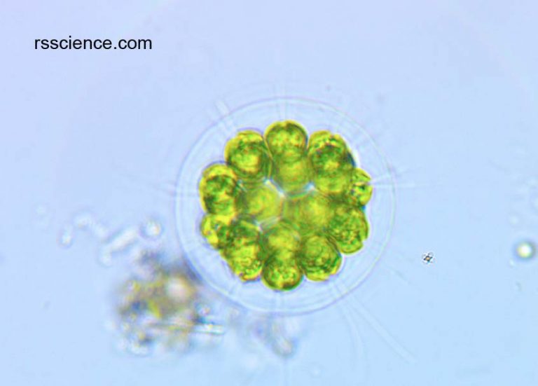Green Algae - Rs' Science